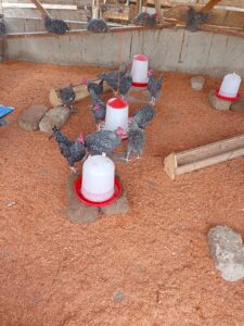 Self-Help International – Helping people help themselves since 1959.